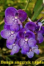 Bunga anggrek - Mengetahui Jenis, Ciri-ciri, Gambar, Cara Menanam Bunga ...