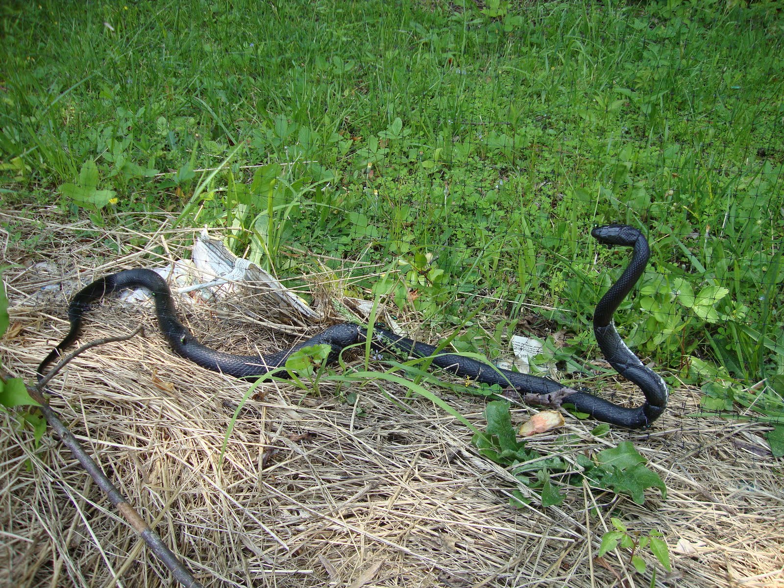 FAT BEAR FARM: Black Snake Down: R.I.P. Garden Helper
