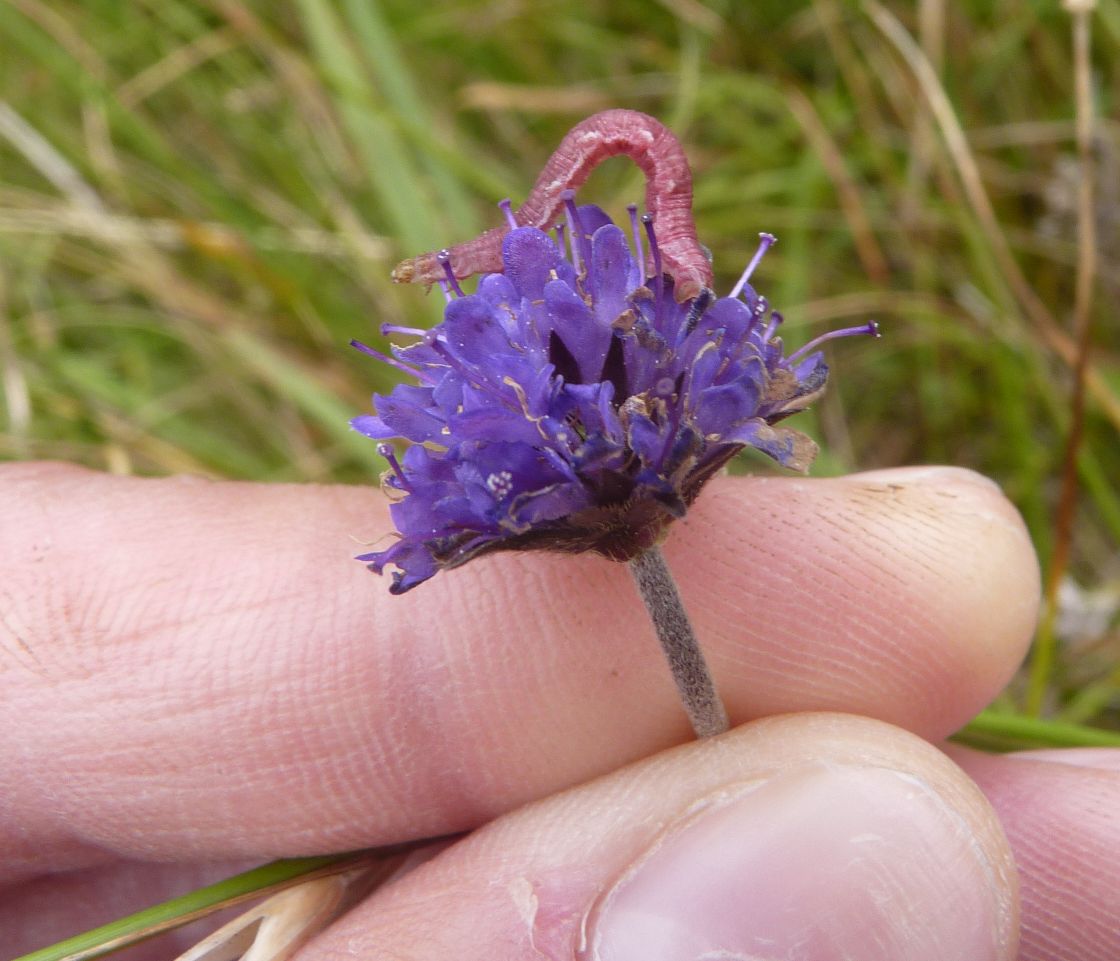 Islay Natural History Trust: September 2012