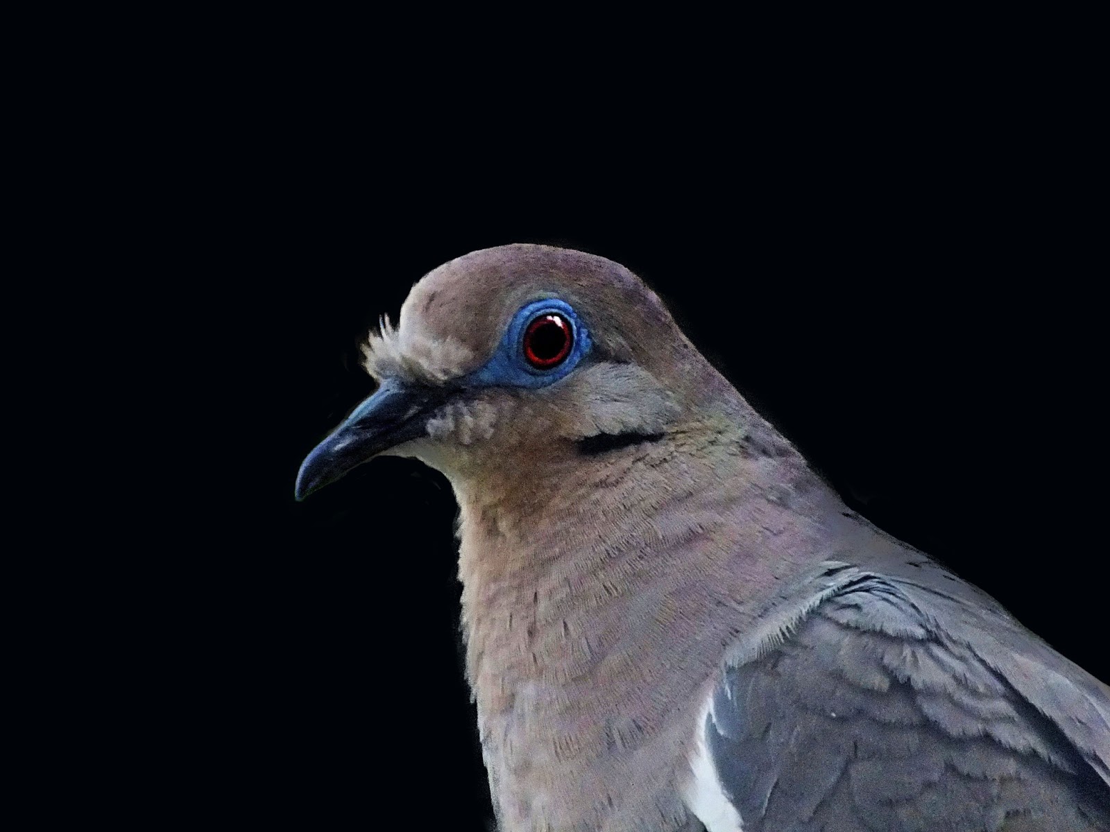 Wildlife Photography: My birds with Photoshop.