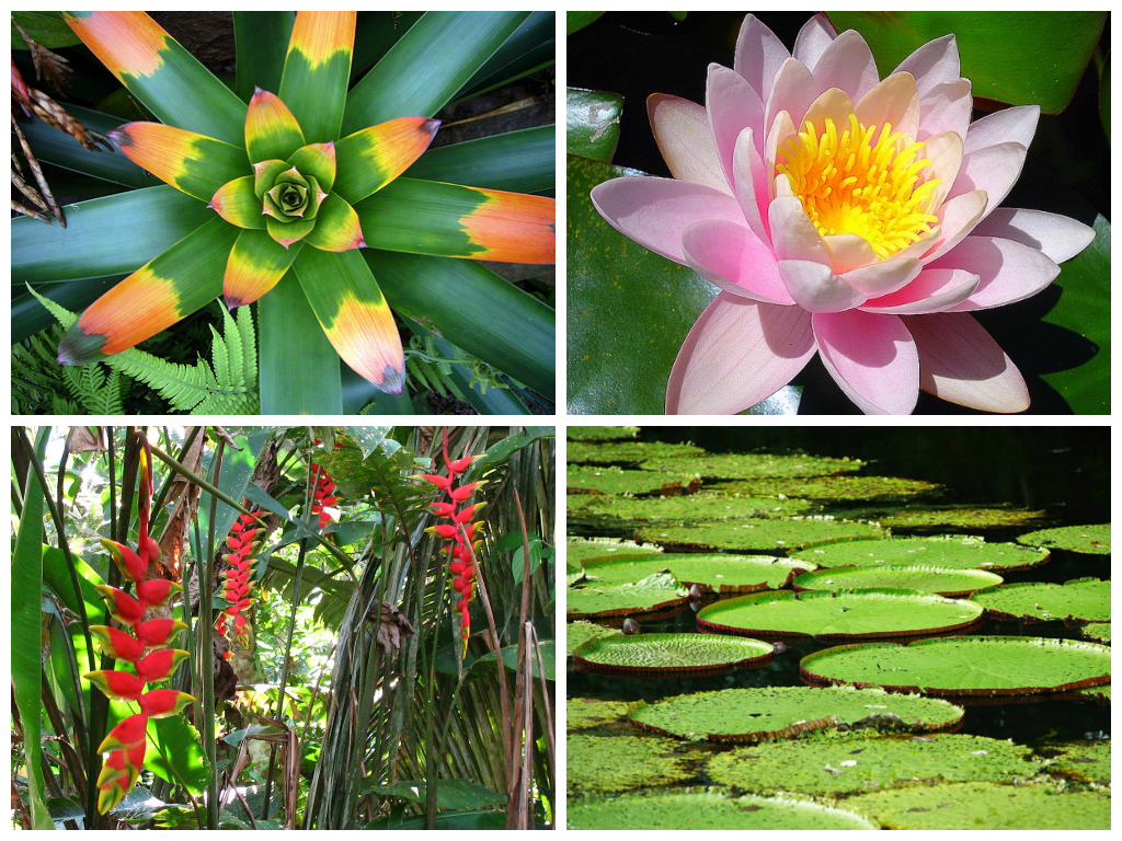 Conoce las Regiones de Colombia: Región Amazónica