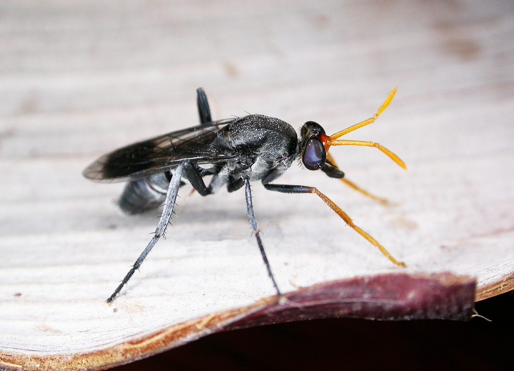 Variety of Life: Agapophytus