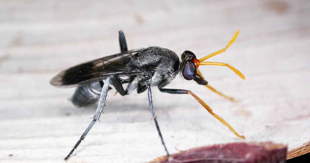 Variety of Life: Agapophytus
