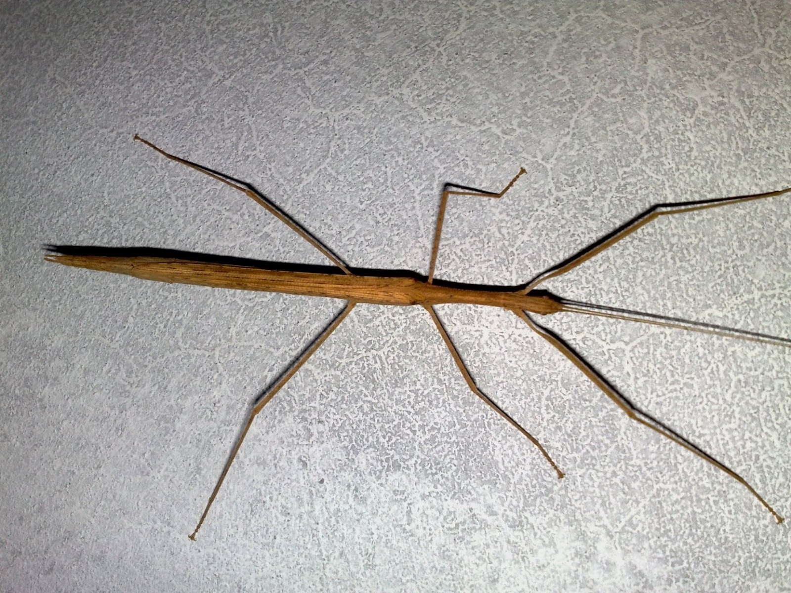 MAURITIUS ISLAND - Ile Maurice: Strange, Famous Flies and Bugs