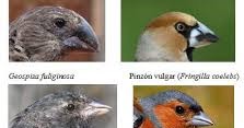 LOS PINZONES DE DARWIN EVOLUCIONAN