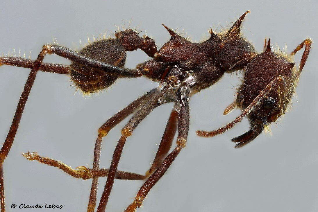 fourmis de Cuba- Hormigas de Cuba- Ants of Cuba: Atta insularis