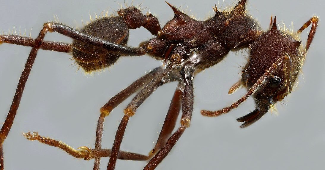 fourmis de Cuba- Hormigas de Cuba- Ants of Cuba: Atta insularis