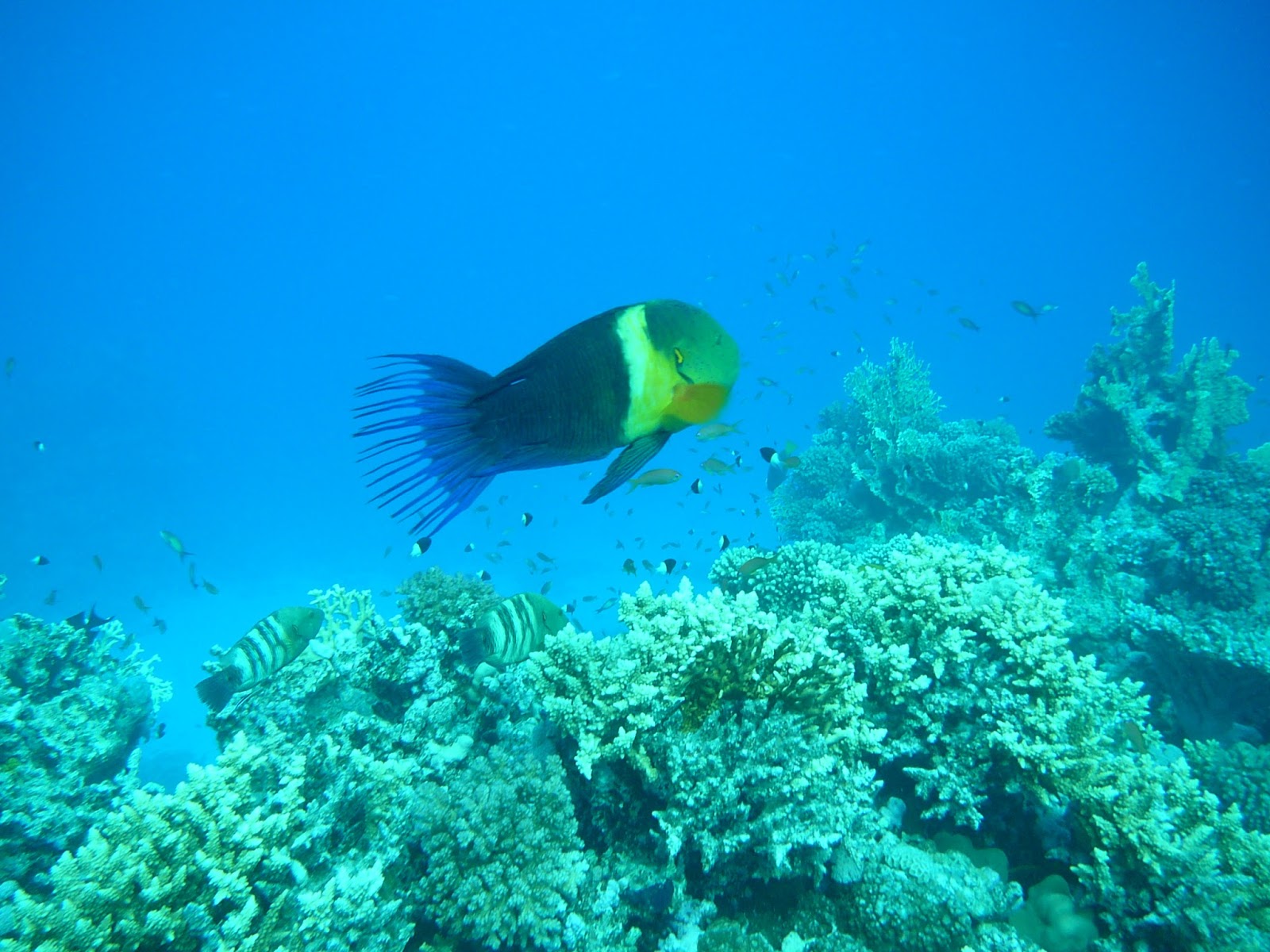 Grădină şi călătorii: Fotografii subacvatice