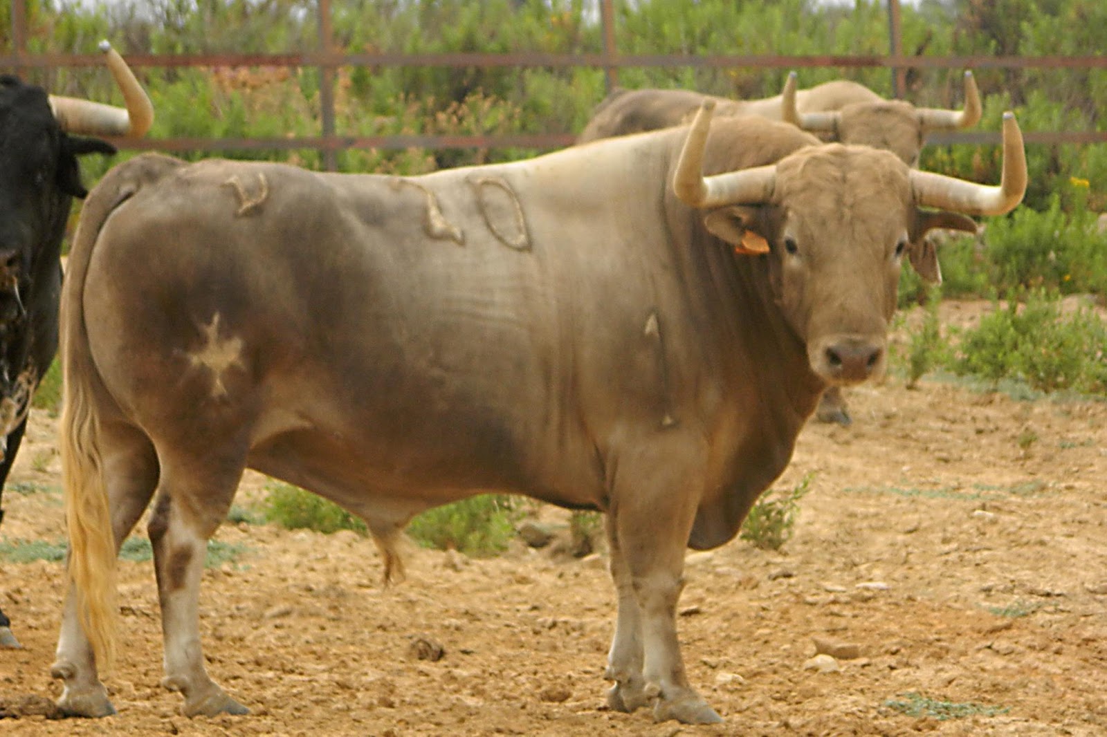 UN JABONERO DE TORRESTRELLA SERÁ EL BOU DE FIRA D'ONDA