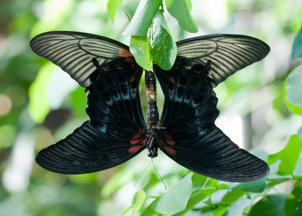 Postcards from Sussex: Hunting for the Golden Birdwing