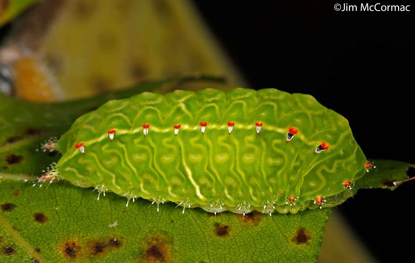Ohio Birds and Biodiversity: September 2015
