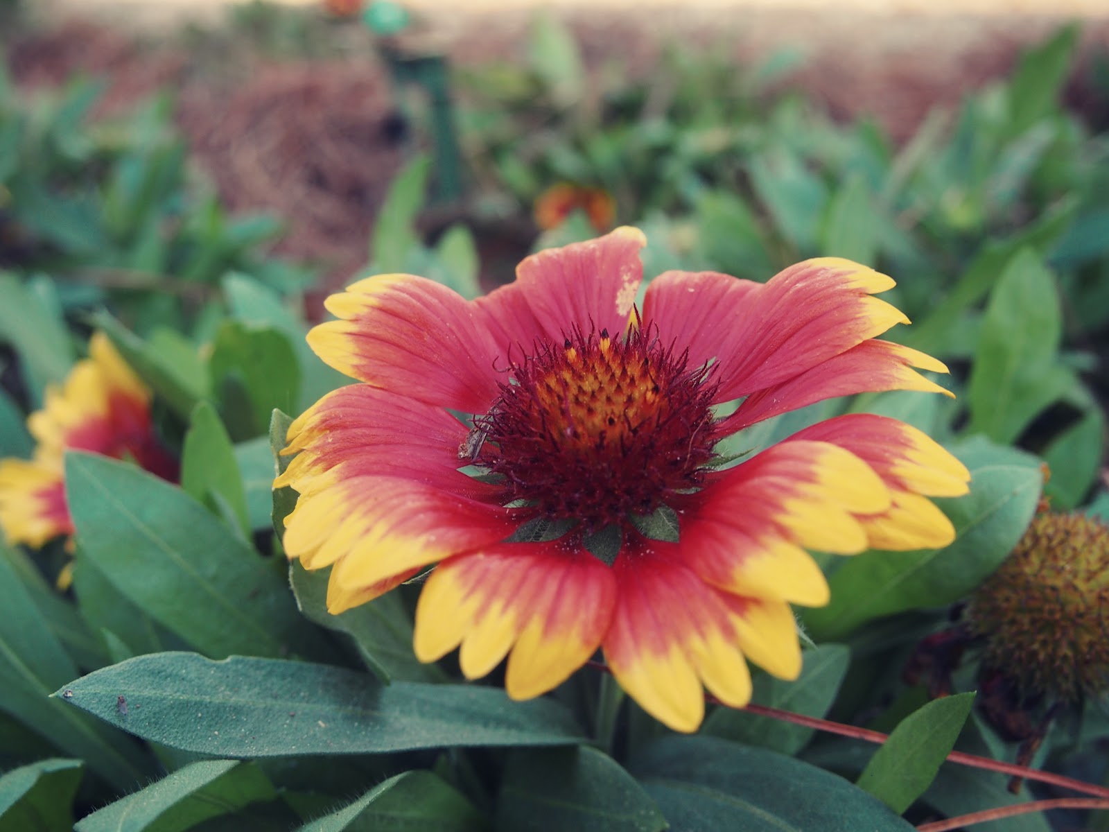 Flowers, Talk, and Blog Swap - Adore A Polish: A simple beauty blog