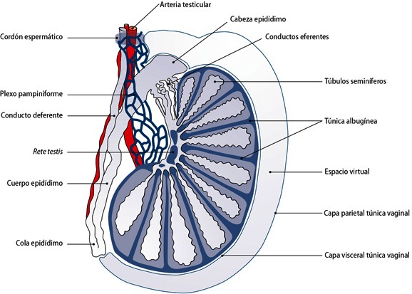 El esfenoides: Anatomía del contenido escrotal.