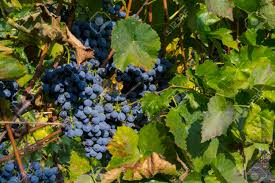 Vitis labrusca «uva chinche» - Id Plantae