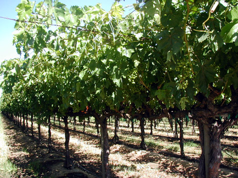 Escrevinhando: VIDEIRA VERDADEIRA