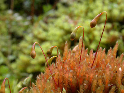 Variety of Life: Bryum section Leucodontium