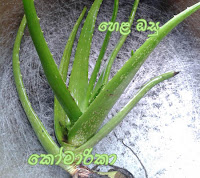 Hela osu: කෝමාරිකා (komarika)