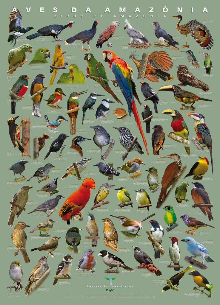 Aves da Amazonia: Poster de Aves da Amazônia