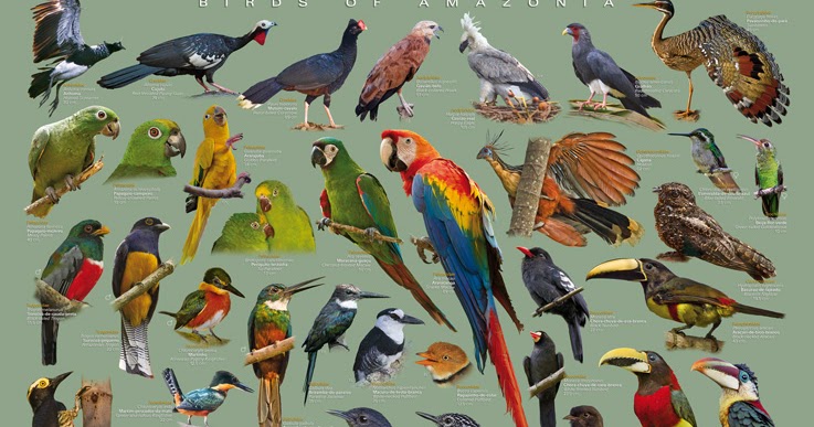 Aves da Amazonia: Poster de Aves da Amazônia