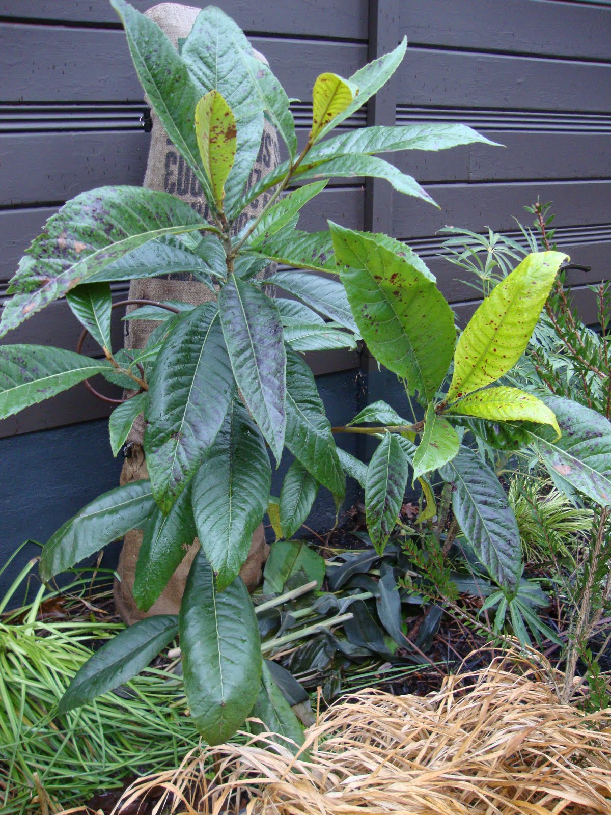 danger garden: What’s wrong with my Loquat?