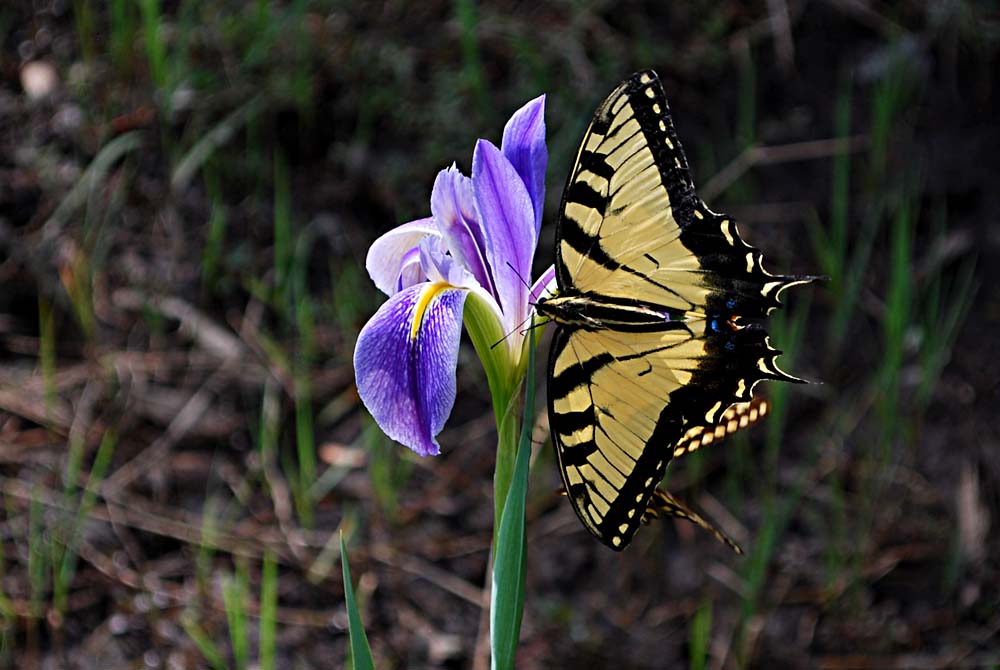 Space Coast Wildflowers: Wildflower Portraits