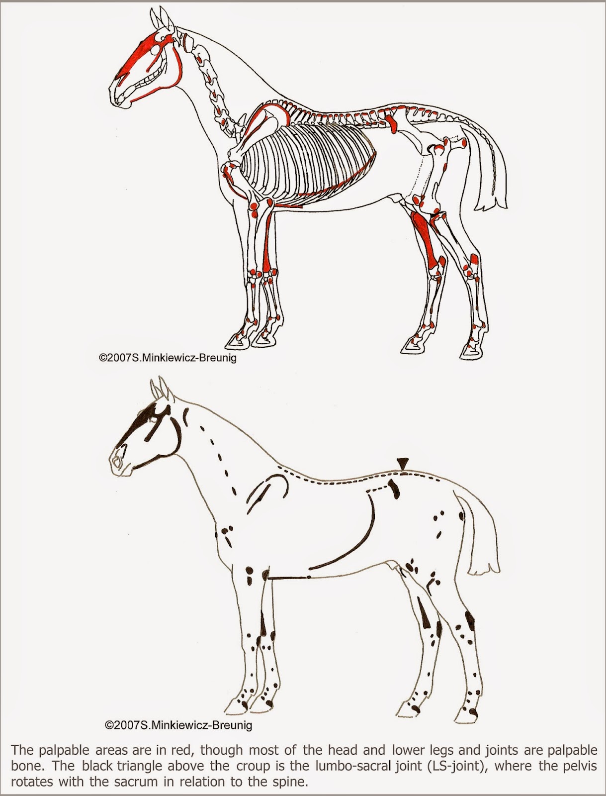 Musings at Minkiewicz Studios LLC: Mapping Out Success: Equine Topography