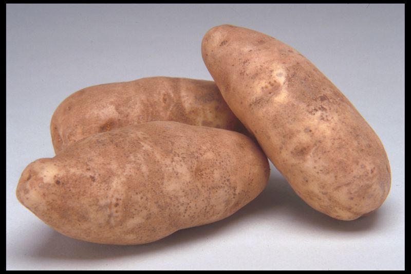 Wallpaper-HD-Blog: Idaho Potato