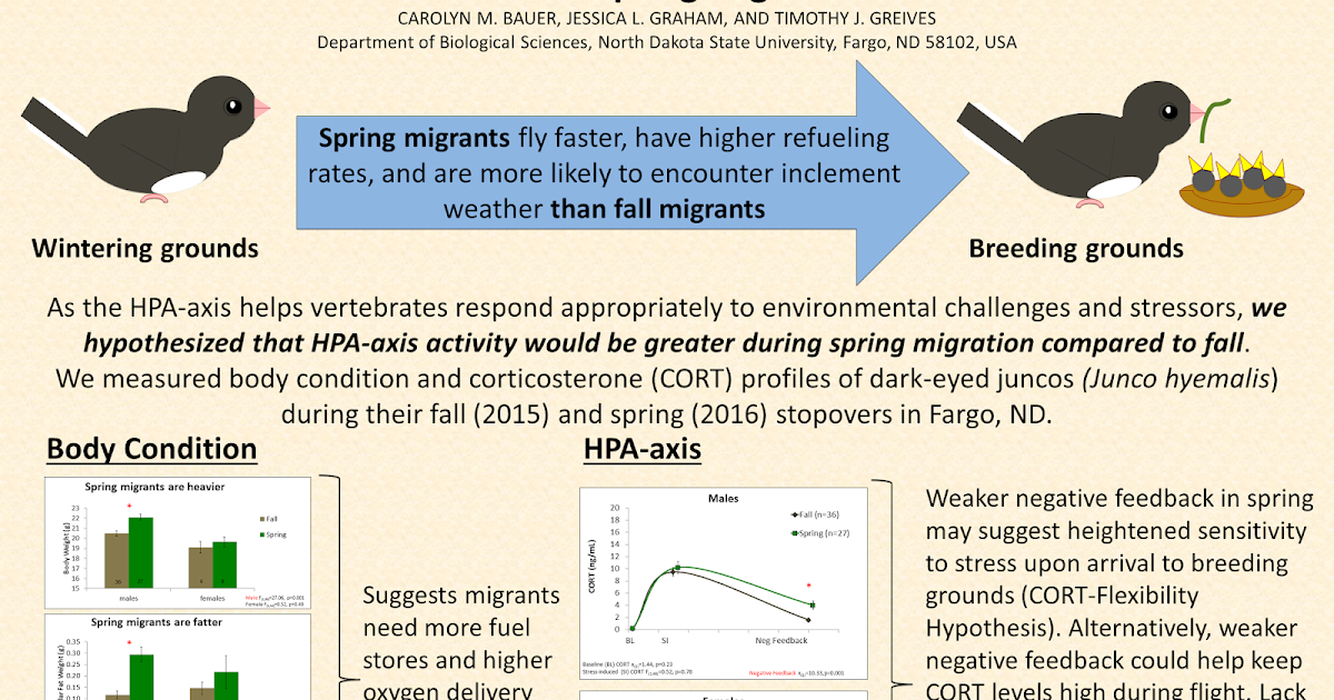 Better Posters: Critique and makeover: Migrating birds