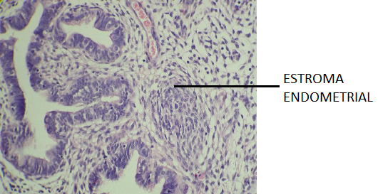 EMBRIOLOGIA - MEDICINA - PRIMER SEMESTRE: 2017