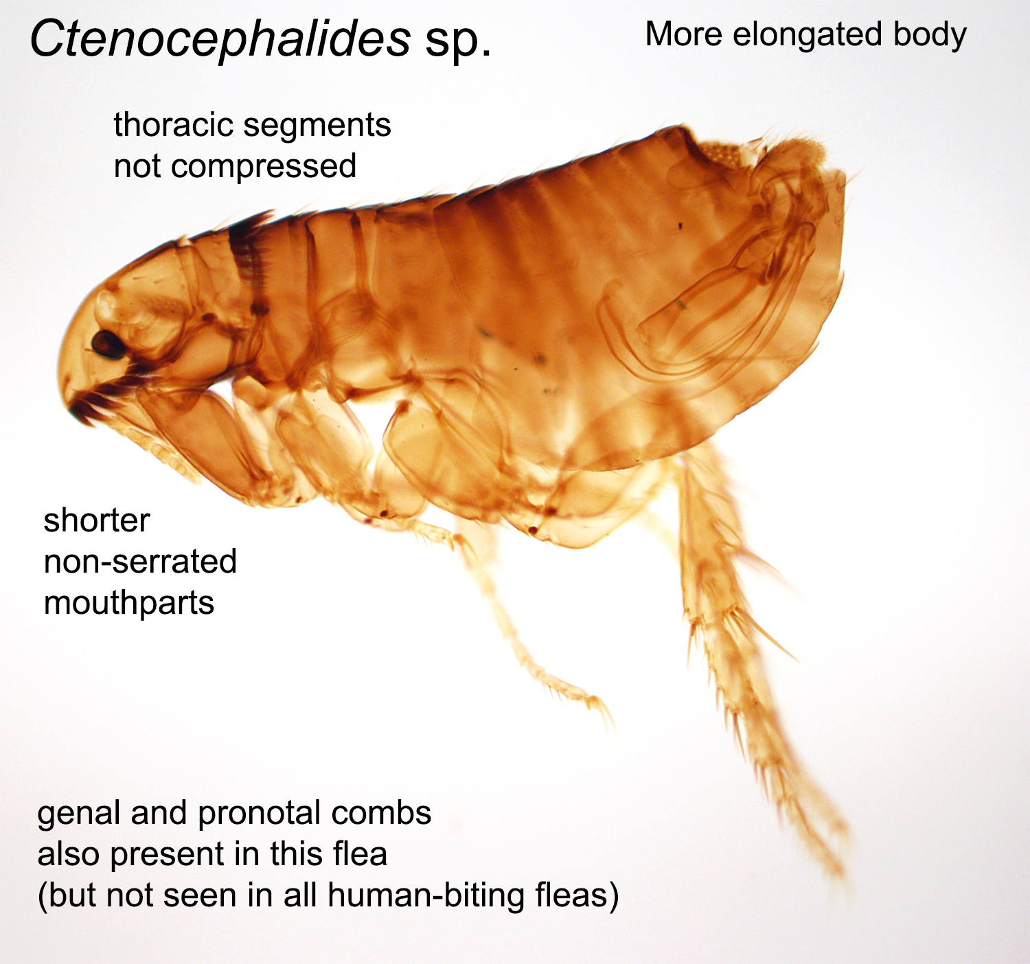 Creepy Dreadful Wonderful Parasites: Answer to Case 431