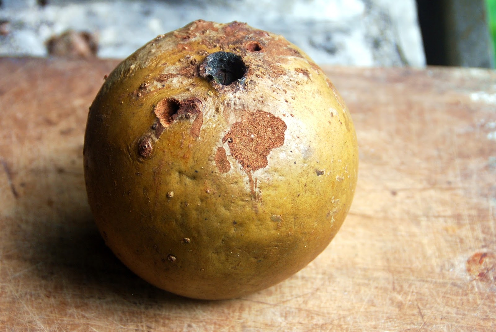 Viajes, cuentos e historietas: Borojó (Borojoa patinoi)