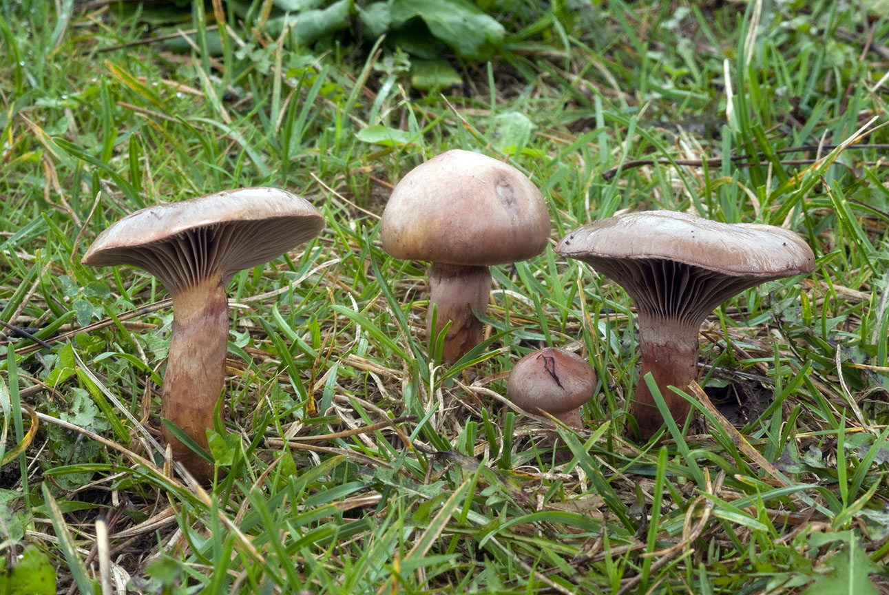 RÍA DE LA VILLA: enero 2012