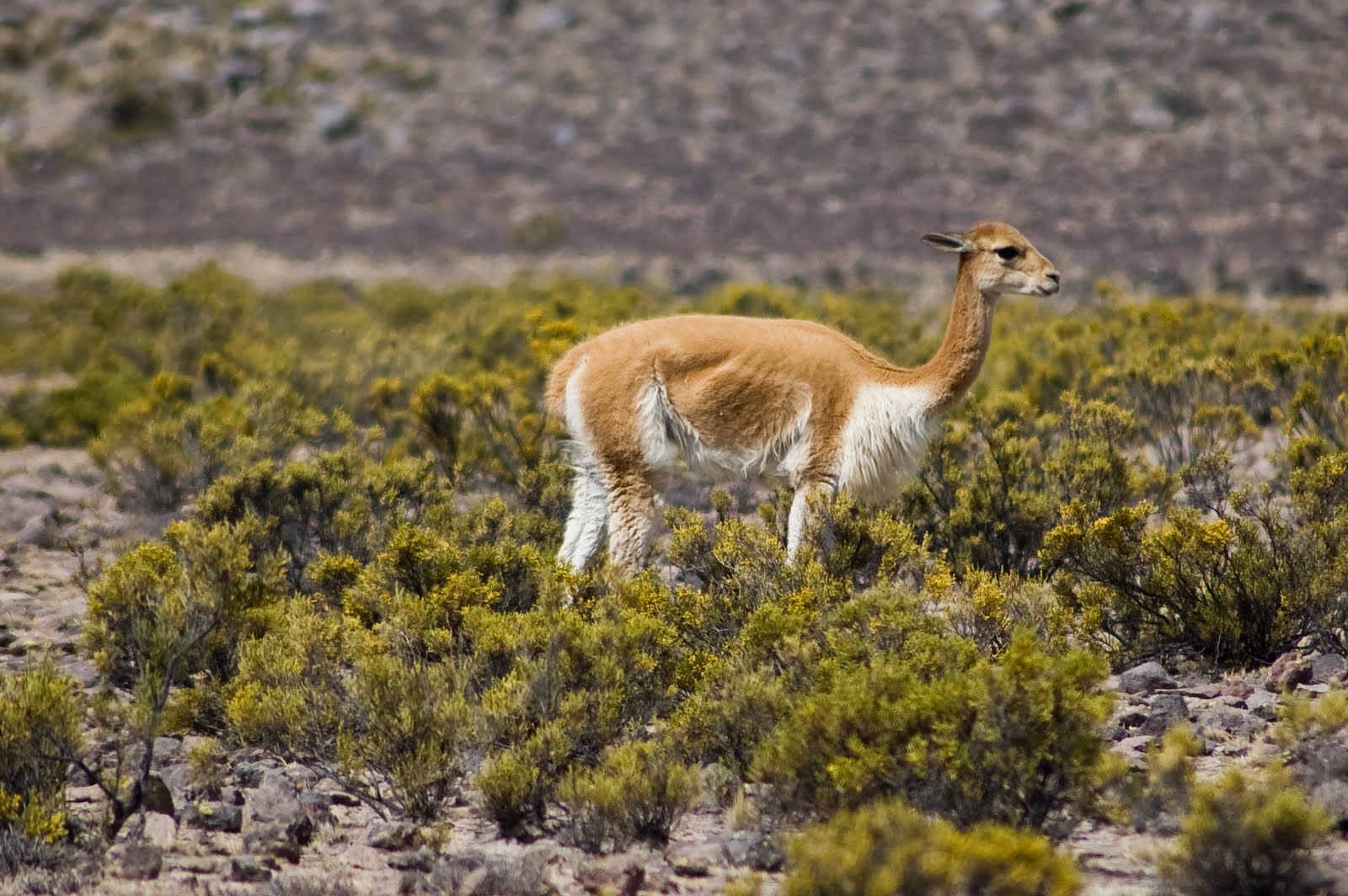 El ojo del buitre: Vicuña (Vicugna vicugna)