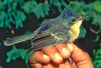 Chamorro: Chamorro's Birds