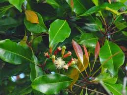 sustantri : Klasifikasi dan Morfologi Tanaman Cengkeh (Syzygium aromaticum)