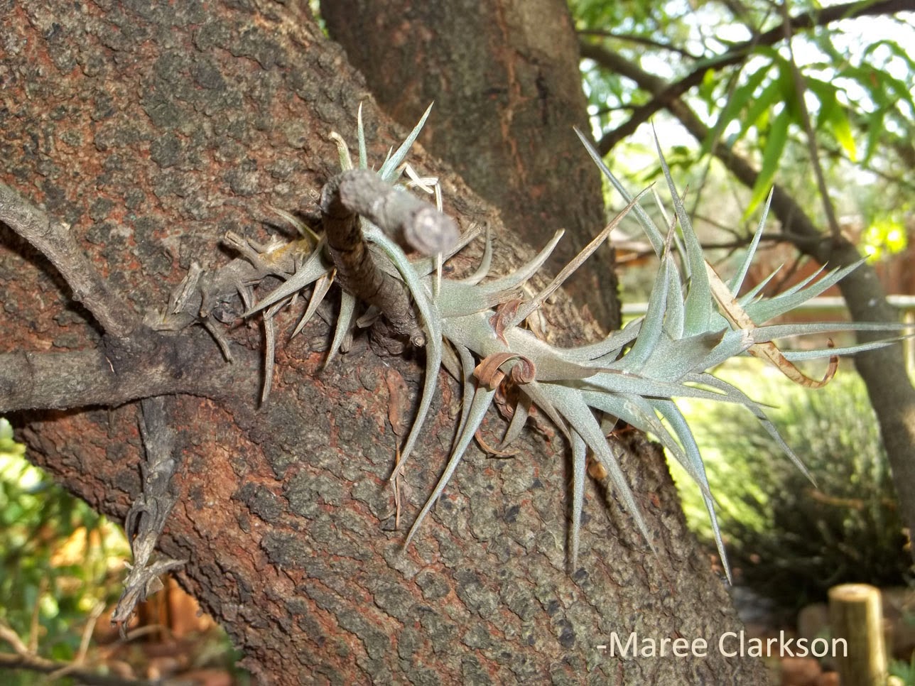 Hedgie's Nature Journal : Air plant - Tillandsia