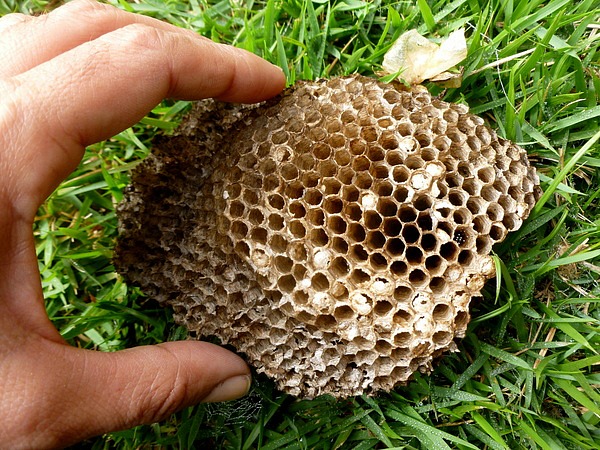 Vivo intensamente as coisas mais simples: * Casa de marimbondo