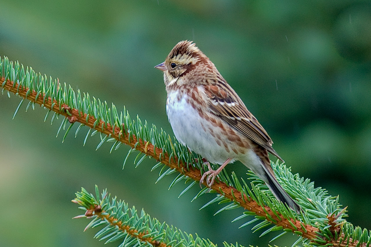 Fur & Feathers 500 - a Canada Big Year for Birds and Mammals: A Look ...