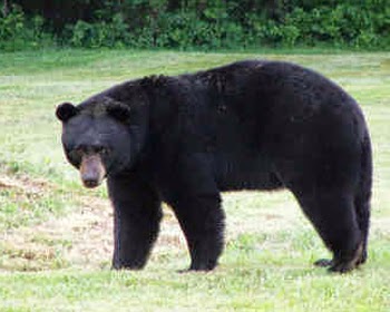 All Animals: Reech (Black Bear) Profile, Latest news,Photos