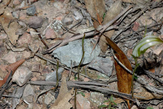 The Nature of Robertson: Yet another Greenhood from Bungonia