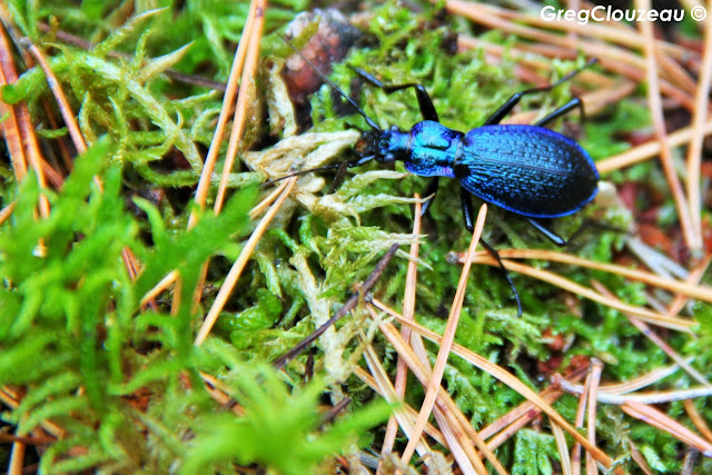 Carabe, vous avez dit Carabe à Fontainebleau ! ~ FontaineBleau Passion