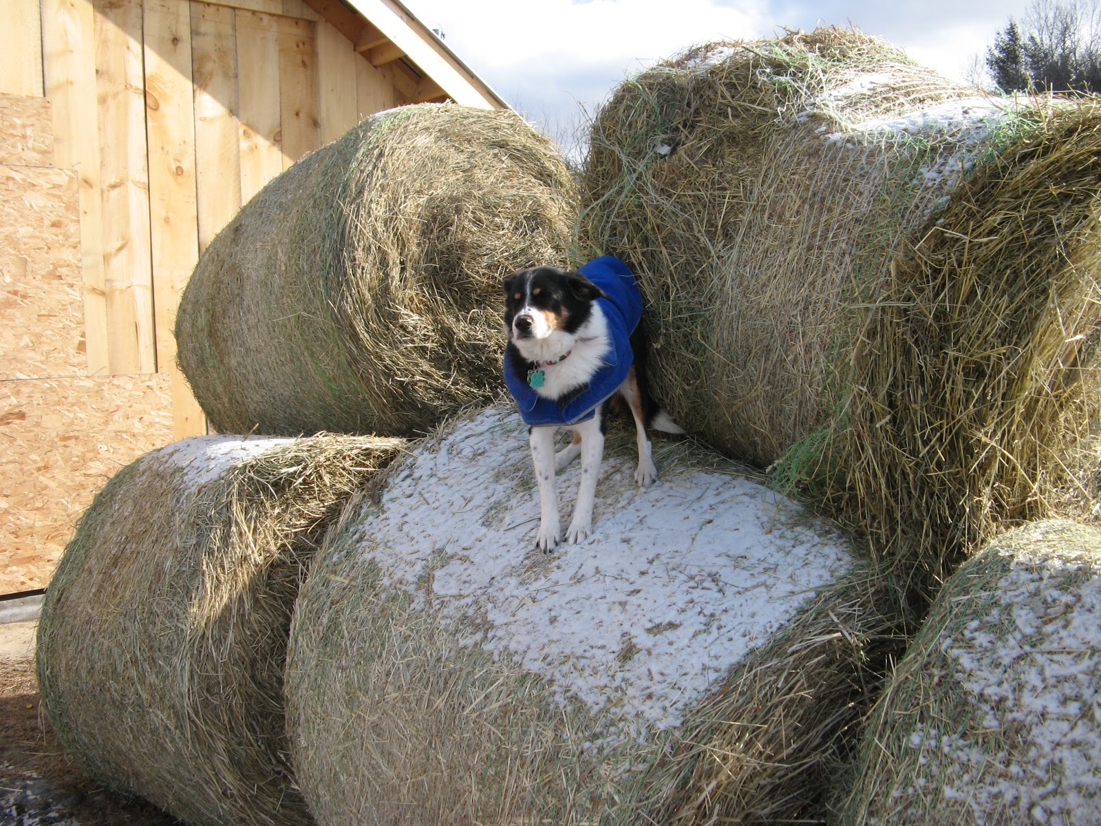 Animal Instinct: Hay Dog