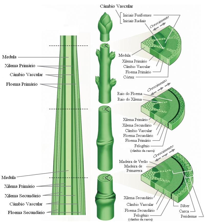 Biogil: ANATOMIA DO CAULE