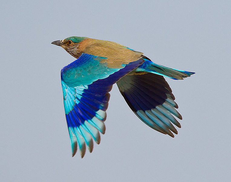 Raghu s Column Sighting A Pala Pitta Bird On The Occasion Of Dasara raghu-s-column-sighting-a-pala-pitta-bird-on-the-occasion-of-dasara