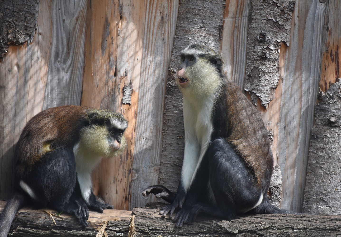 ZOOTOGRAFIANDO (6.100 ANIMALS): CERCOPITECO MONA / MONA MONKEY ...