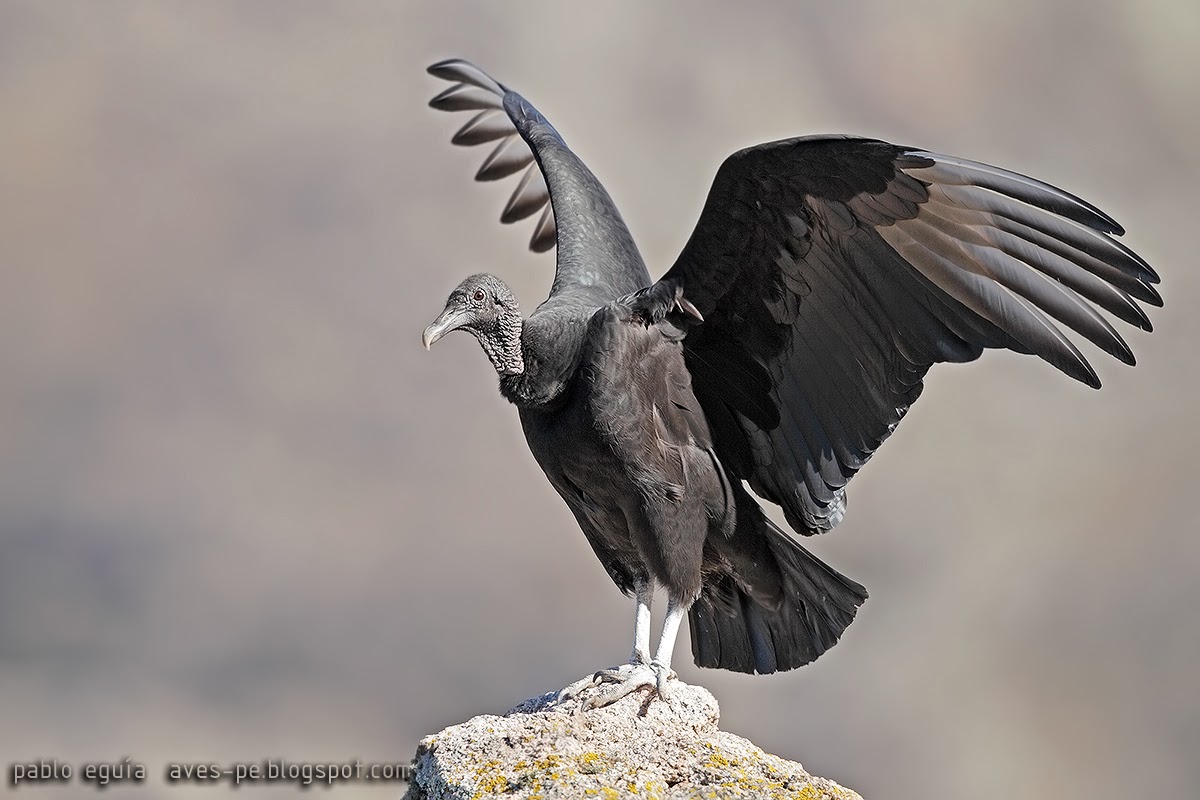 mis fotos de aves: Coragyps atratus Jote Cabeza Negra American Black ...