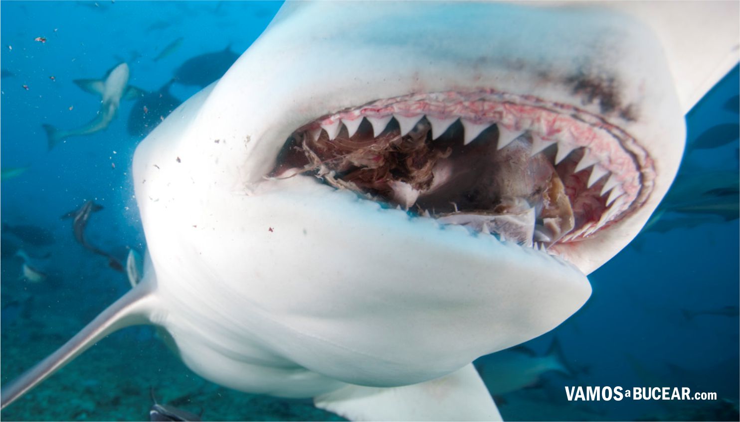 BiOjUnKiEs: Tiburón toro