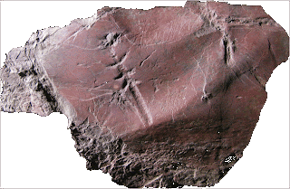 315 million-year-old mayfly ~ Hudson Valley Geologist