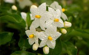 Terkeren 24+ Bunga Melati Pandan Wangi - Gambar Bunga Indah