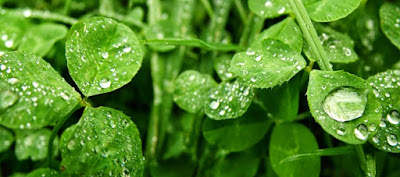 Verde Zona: ¿Conoces el Punto de Rocío?